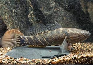 Gobius Cobitis o Gobio de Roca | Características, fotos y video