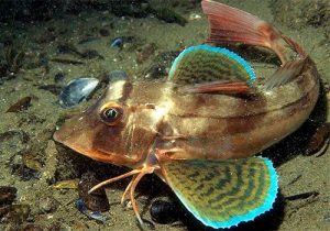 Trigla Lucerna o Bejel | Características, fotos y video