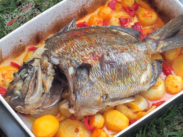 Diplodus Sargus o Sargo | Características, fotos y video