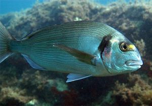 Sparus Aurata o Dorada | Características, fotos y video