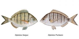 Diplodus Sargus o Sargo | Características, fotos y video