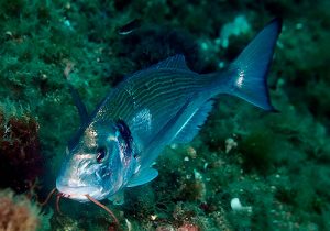 Sparus Aurata o Dorada | Características, fotos y video